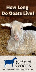 How Long do Goats Live? - Goat Journal